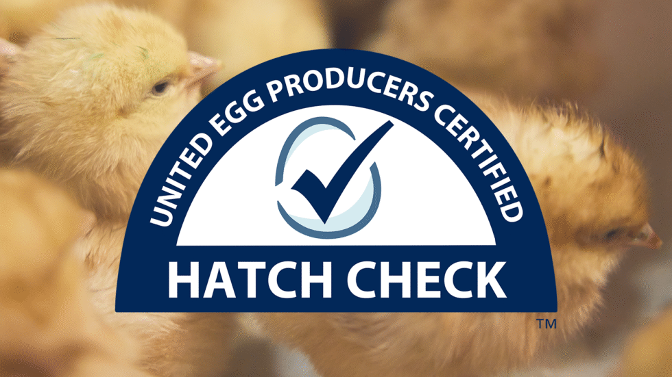 Blog - Hatch Check and the End of Male Chick Culling: A New Era for U.S ...